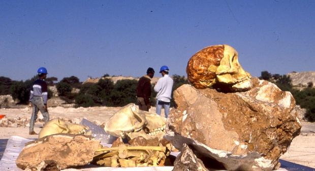 New Findings from the Place Where the Taung Child was Found ...