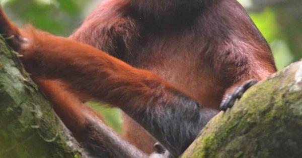 Ohio State News Article: Protecting endangered monkeys from poachers ...